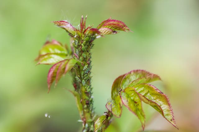 These sap-sucking insects are rife in UK gardens. Here’s how to combat ...
