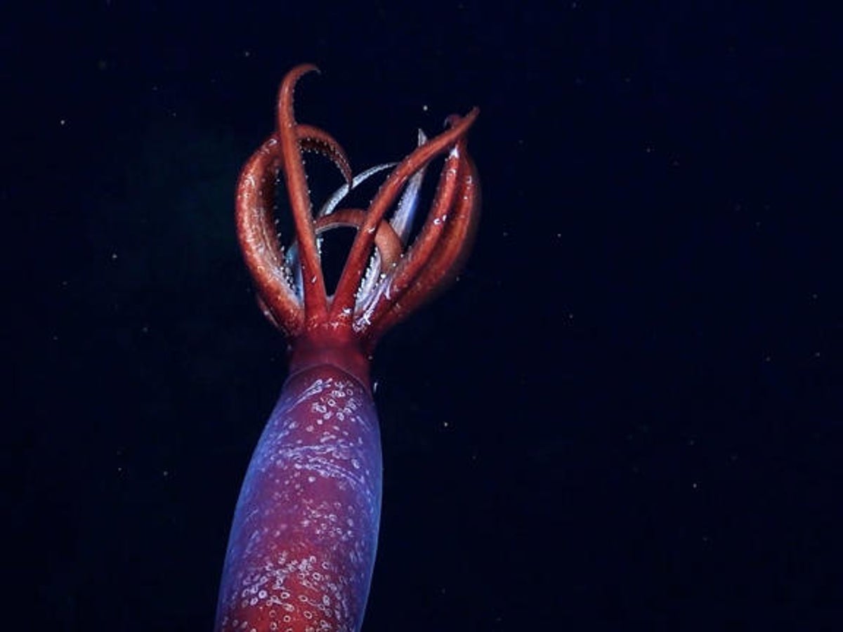 largest squid caught on camera