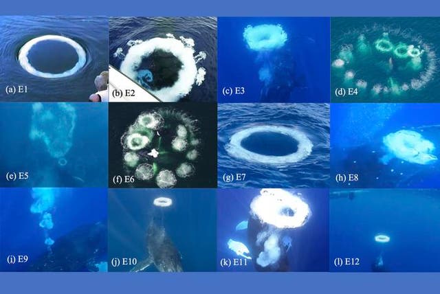 Humpback whales could be trying to communicate with humans by blowing ...