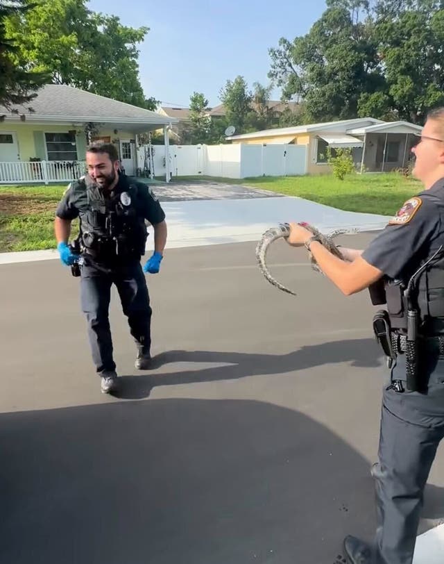 Newly hired cop from New York encounters baby alligator in Florida and ...