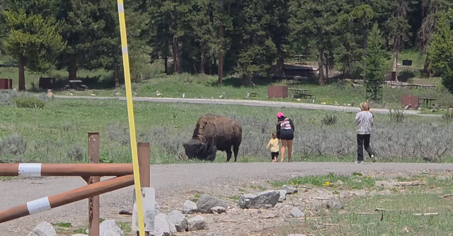 ‘Touron’ sparks outrage after walking toddler up to wild bison inside ...