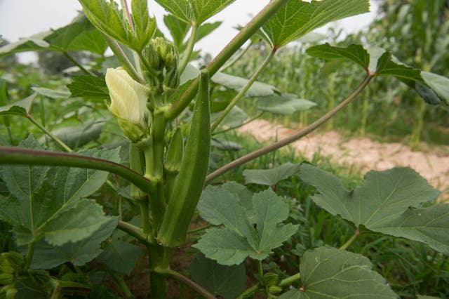 Common vegetable extract found to remove 90 per cent of microplastics ...