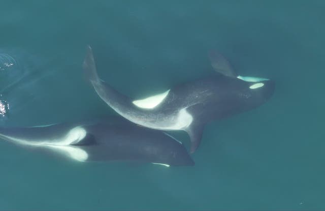 Killer whales seen using tools to exfoliate their skin | The Independent