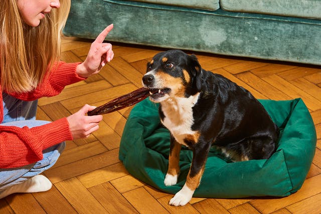 How to pamper your pet this summer | The Independent