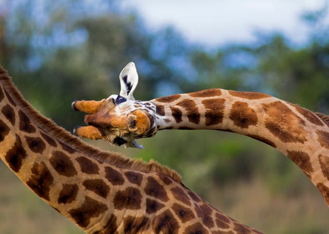 Giraffe genitalia among hundreds of body parts imported by trophy ...
