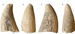 Rare whale tooth fossil helps crack ancient Iberian mystery | The ...
