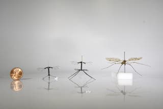 China builds mosquito-sized spy drone | The Independent