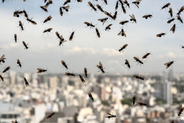 Flying ant day 2025: When is it and why does it happen? | Western ...