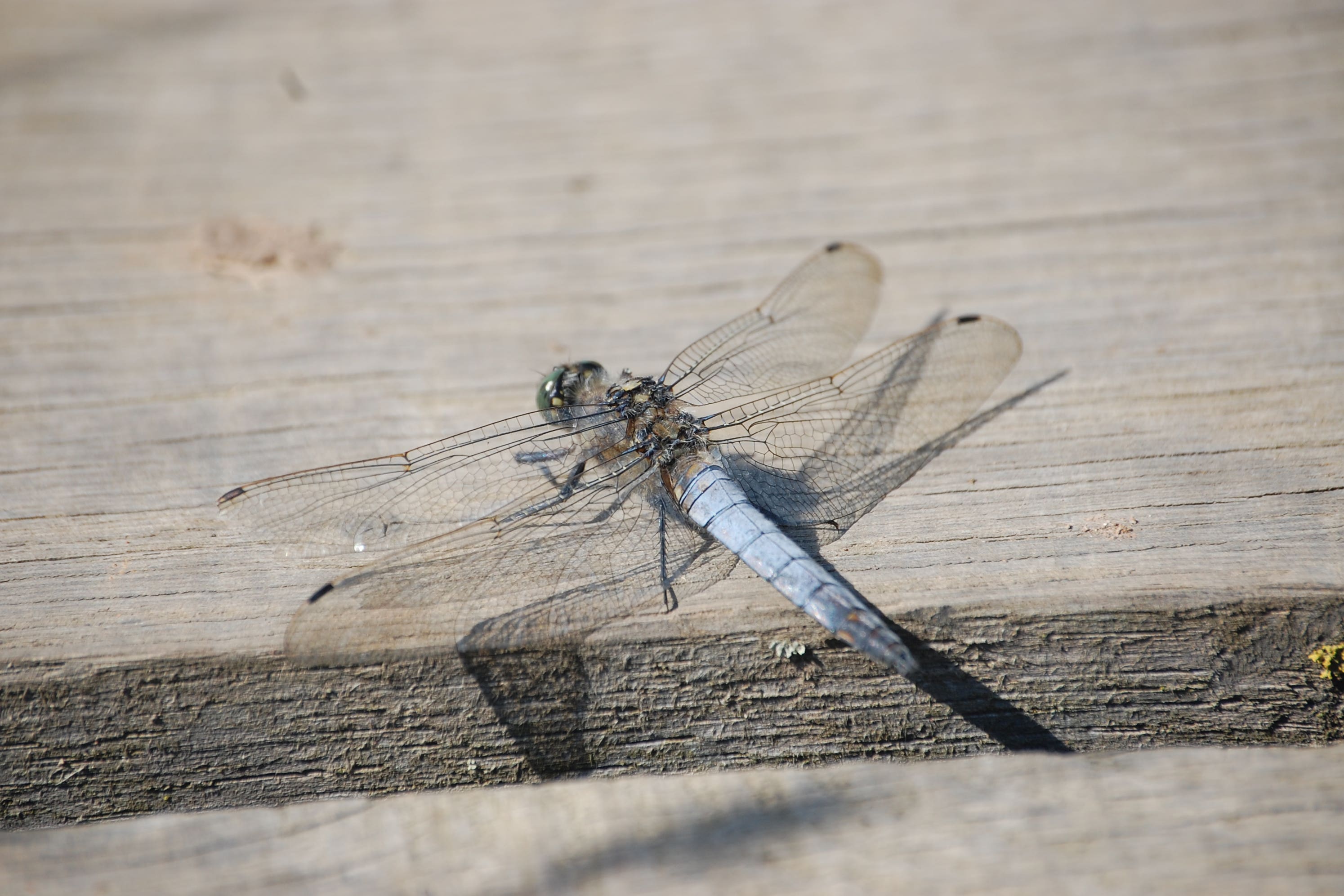 First recorded sighting of rare dragonfly in Belfast hailed by ...