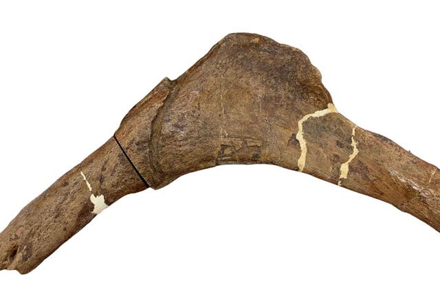 Rare T rex blood vessels found in fossil show how dinosaurs healed ...