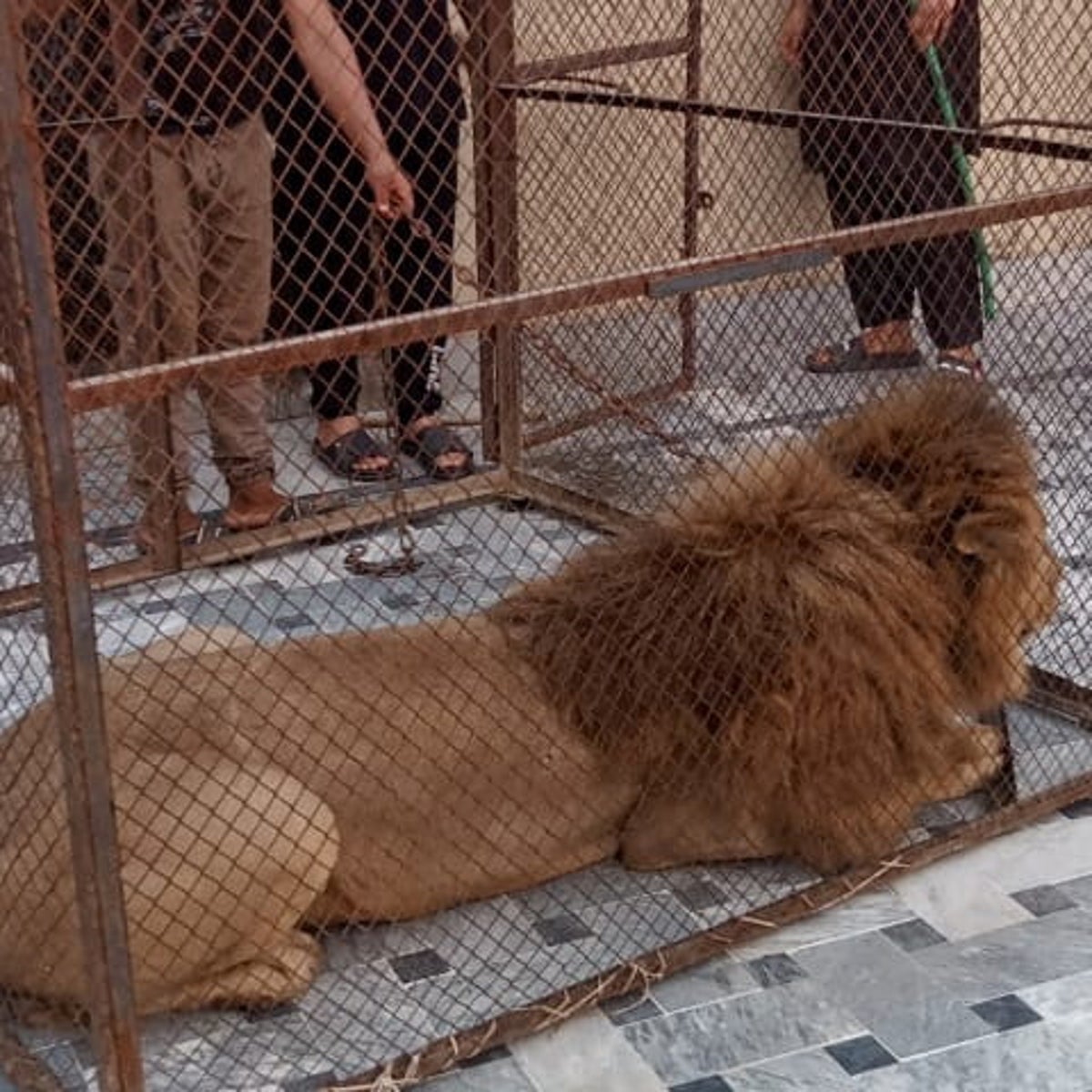 pet lion attack