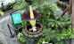 Stinky corpse flower blooms in California, drawing crowds | The Independent