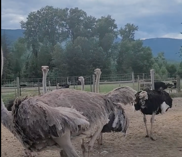RFK Jr wants Canada to pardon 400 ostriches | The Independent