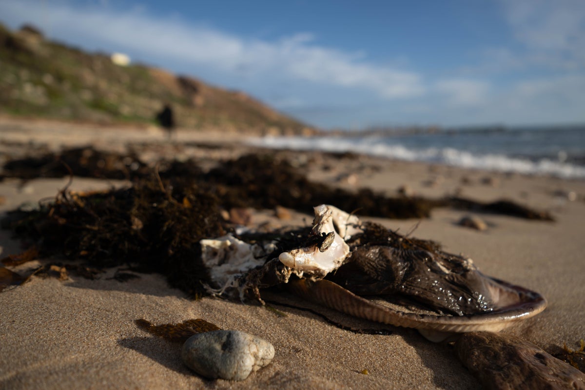 ‘Devastating’ toxic algal bloom declared natural disaster in Australia ...