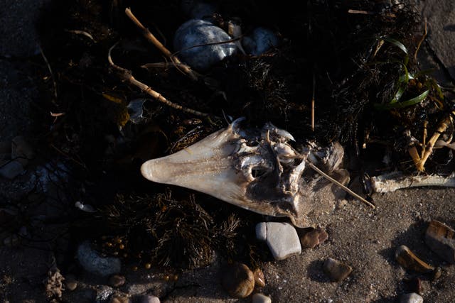 ‘Devastating’ toxic algal bloom declared natural disaster in Australia ...