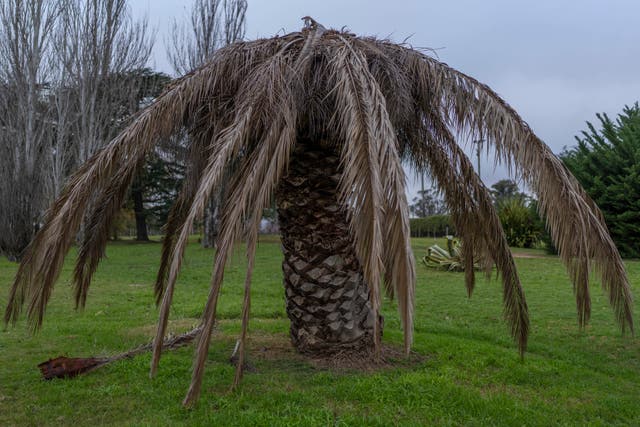 The ‘invisible pest’ that threatens to wipe out country’s beloved palm ...