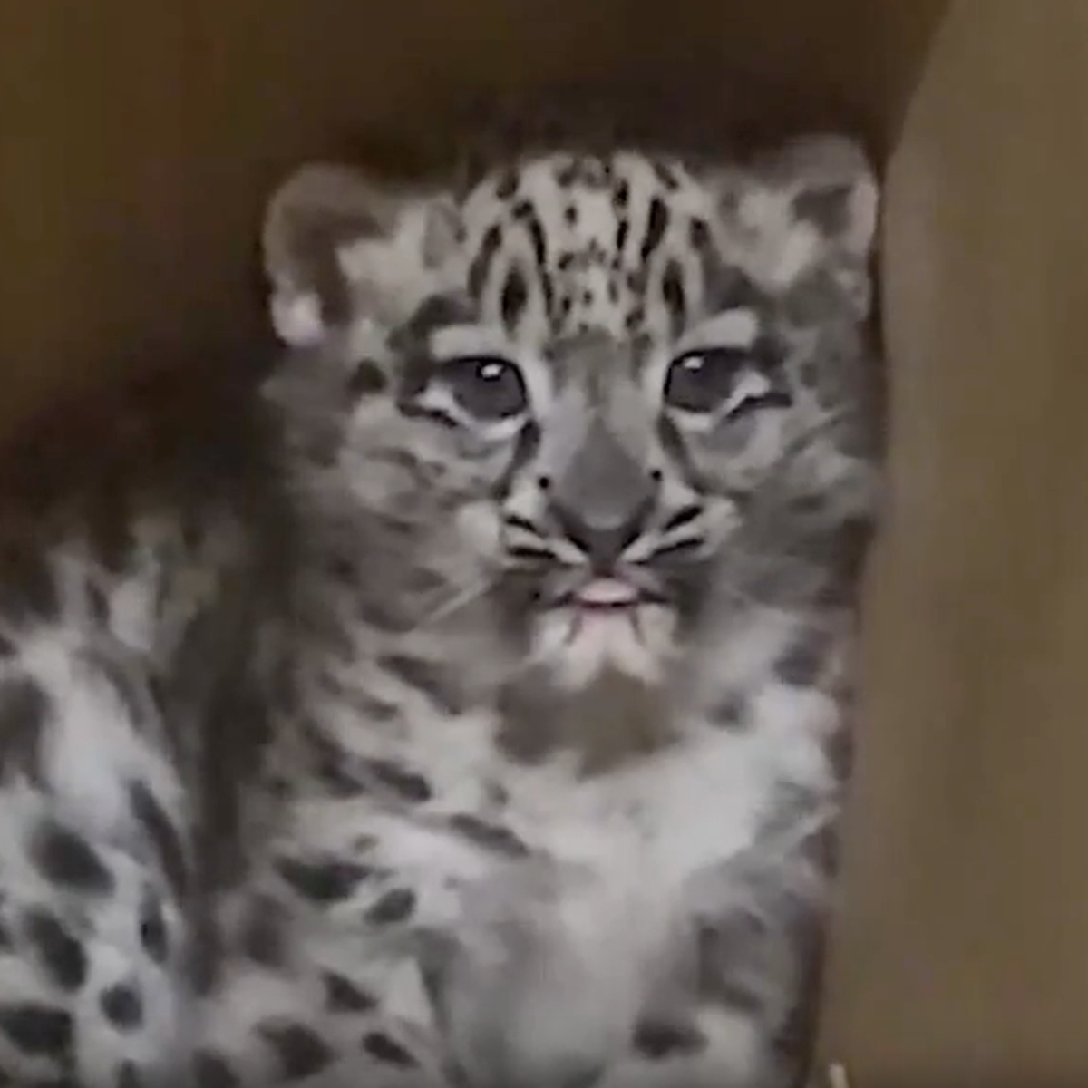 newborn snow leopard