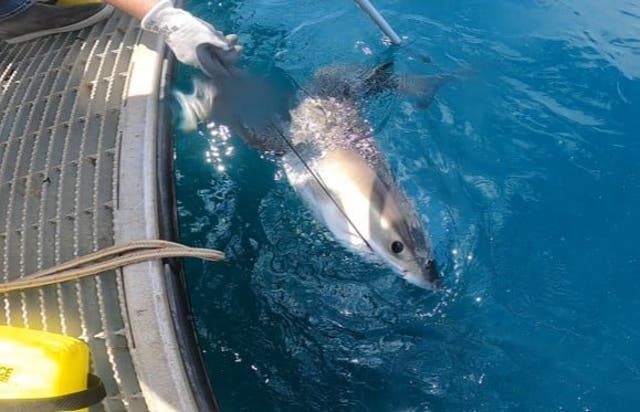 Senate committee passes bill that aims to stop sharks stealing fish ...