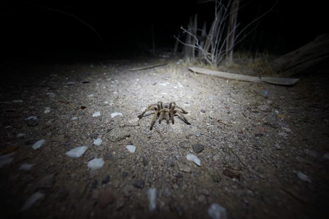 623435137 non VIPs, she is a treasure to keep!! Well worth