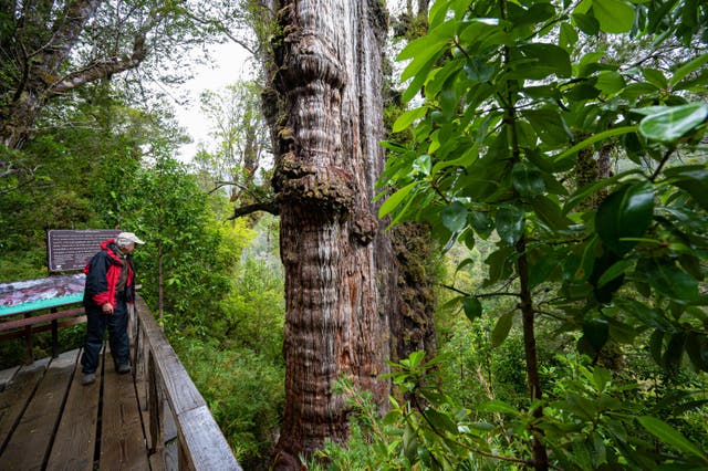 California forest has tree that’s more than 5,000 years old. But its ...
