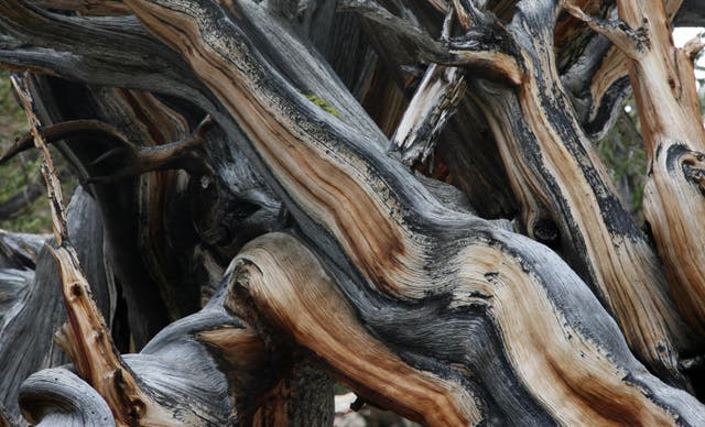 California forest has tree that’s more than 5,000 years old. But its ...