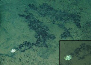 Record-breaking snail species discovered 6km below sea level | The ...