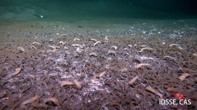 Underwater voyage reveals network of creatures thriving at the bottom ...