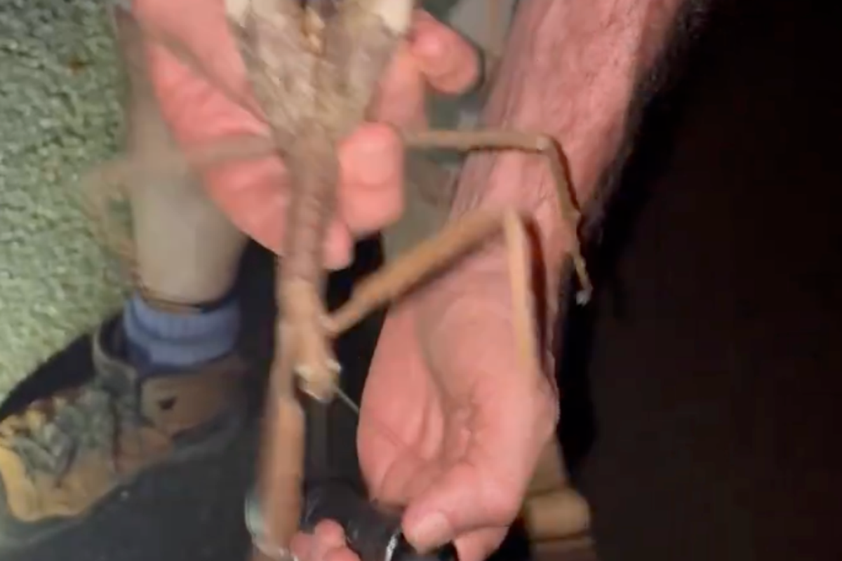 giant stick bug found