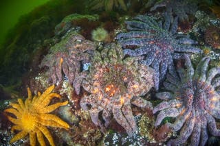Scientists unravel decade-long mystery behind death of five billion ...