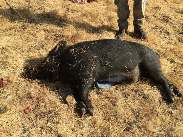 Wild pigs with ‘bright blue’ flesh are again showing up around ...