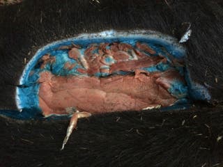 Wild pigs with ‘bright blue’ flesh are again showing up around ...