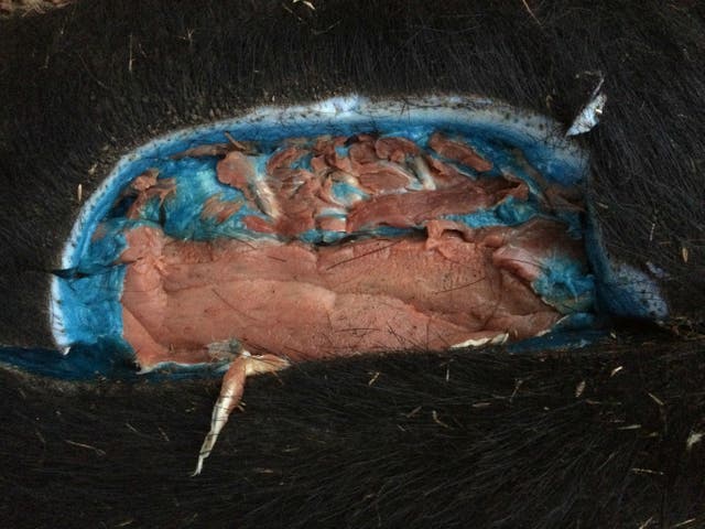 Wild pigs with ‘bright blue’ flesh are again showing up around ...