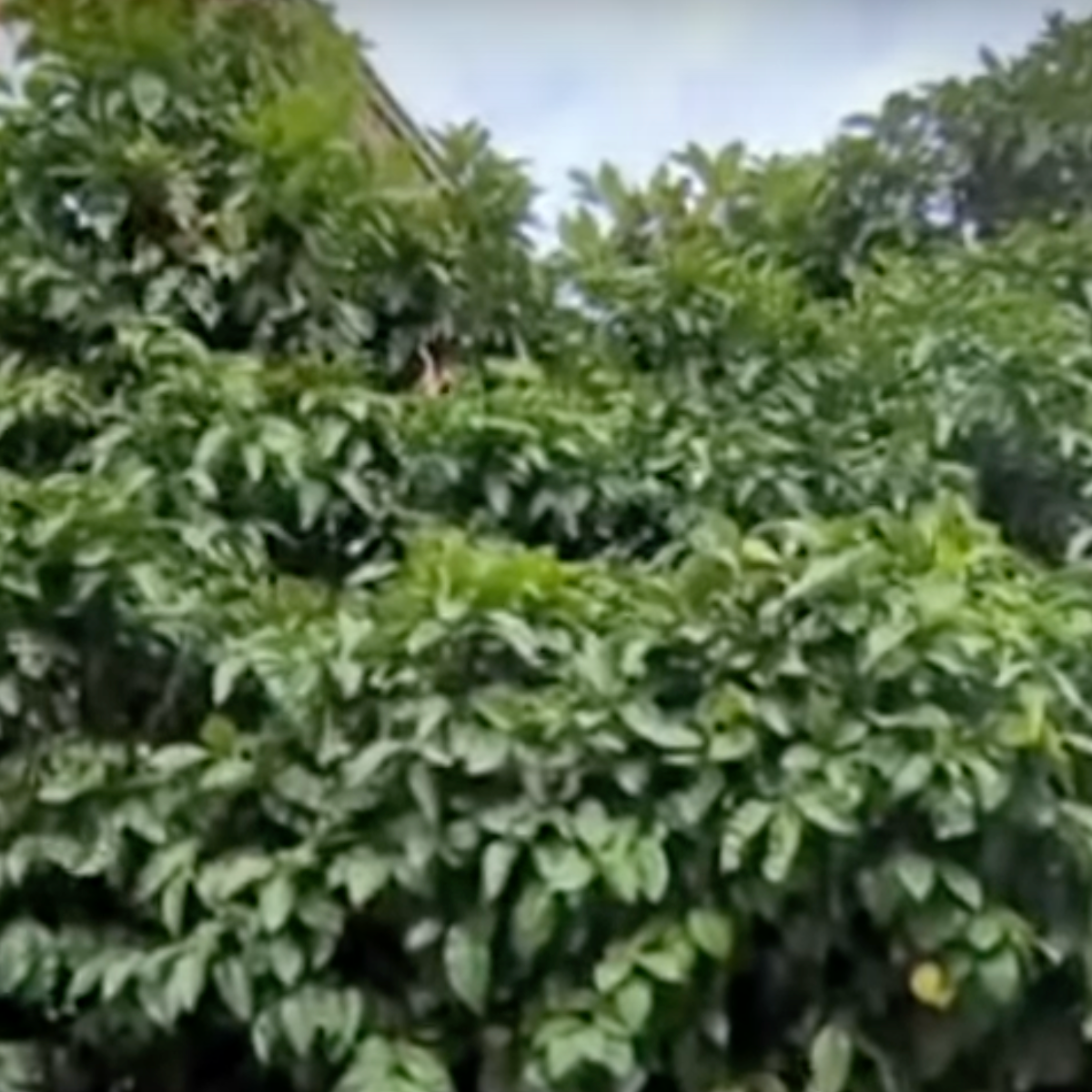 grapefruit tree uk