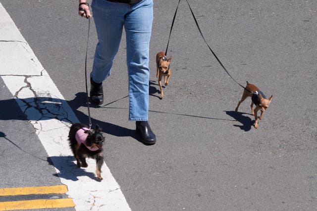 11 simple ways to keep dogs cool and safe in a heatwave | The Independent