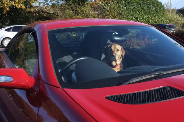 11 simple ways to keep dogs cool and safe in a heatwave | The Independent