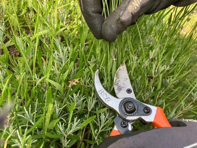 Best secateurs for 2025, tried and tested by a gardening expert | The ...