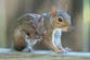 ‘Zombie squirrels’ sightings have been reported in Maine and Canada ...