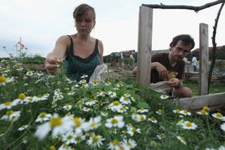 The herb that can lower your blood pressure and help you sleep | The ...