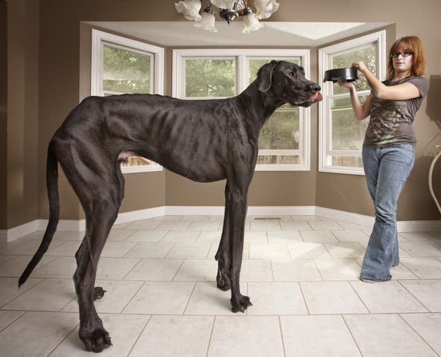Guinness World Records unveils 70 titles that are still up for grabs ...