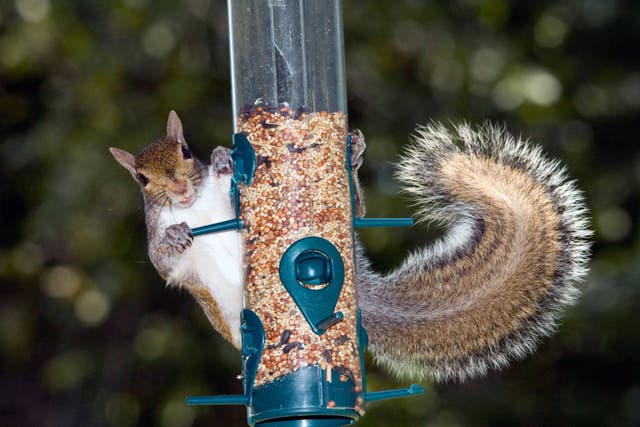 Grey squirrels could be given contraceptives to control invasive ...