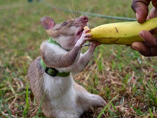 Trained ‘hero rats’ with sensitive noses and backpacks are saving lives ...