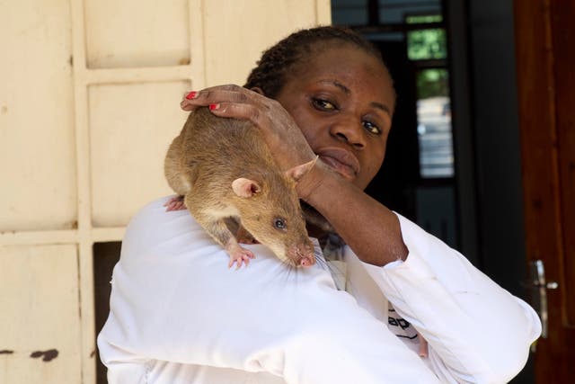 Trained ‘hero rats’ with sensitive noses and backpacks are saving lives ...