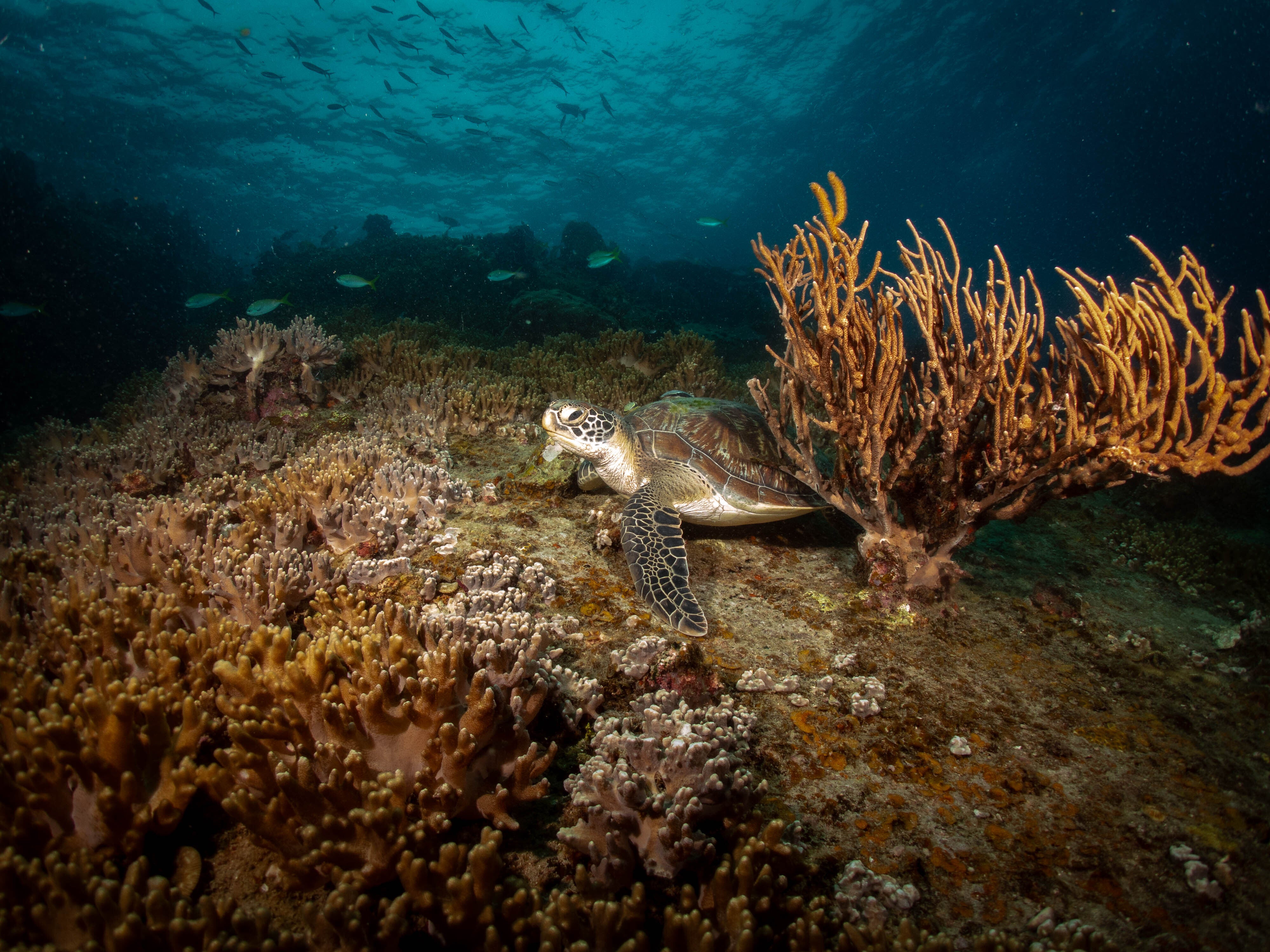 Colourful corals and crystalline waters: Take a deep dive into Thailand ...