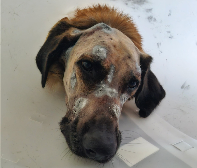 Dog survives being shot in the head 40 times with air rifle pellets as ...