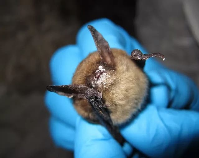Fungus-encrusted bats are spreading deadly disease – and humans can ...