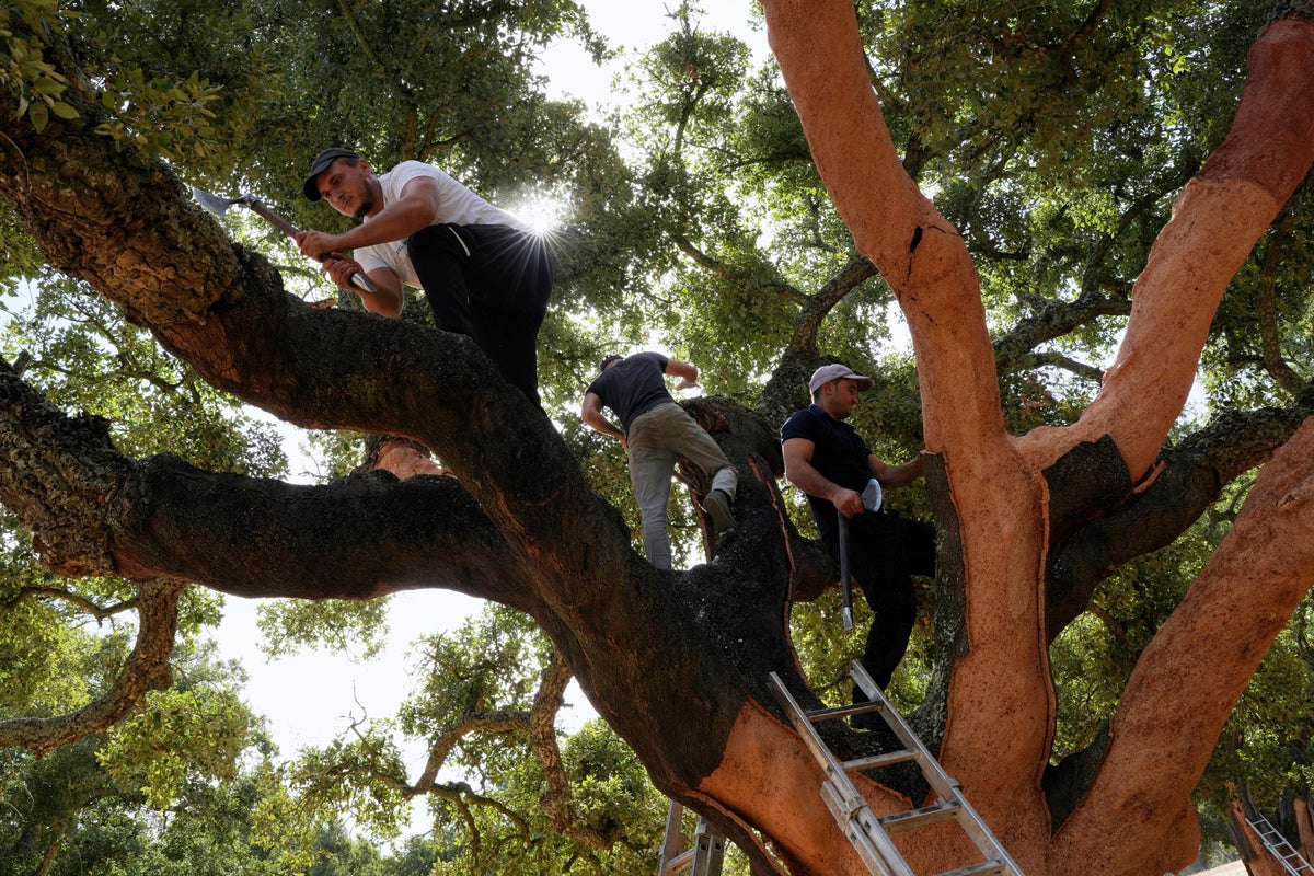 OpenAI's Vibe Graph Controversy – Archyde