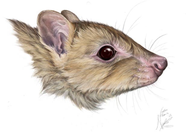 New marsupial species discovered in Australia could already be extinct ...