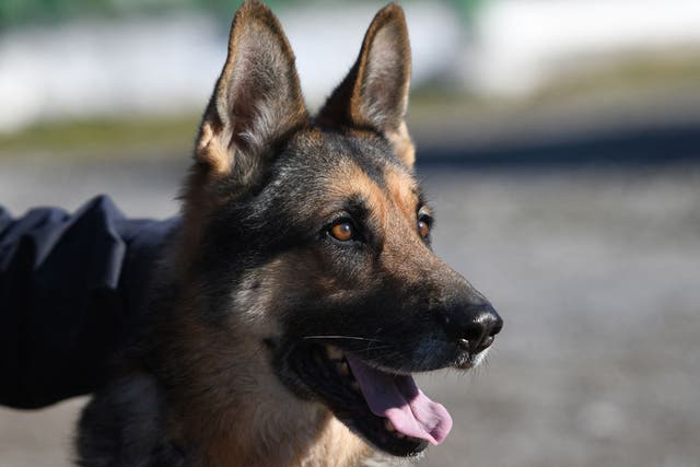 How to find out if your dog has ADHD | The Independent