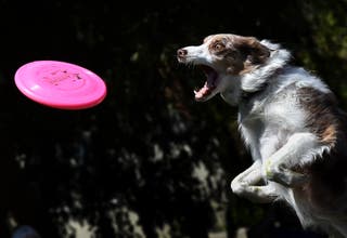 How to find out if your dog has ADHD | The Independent