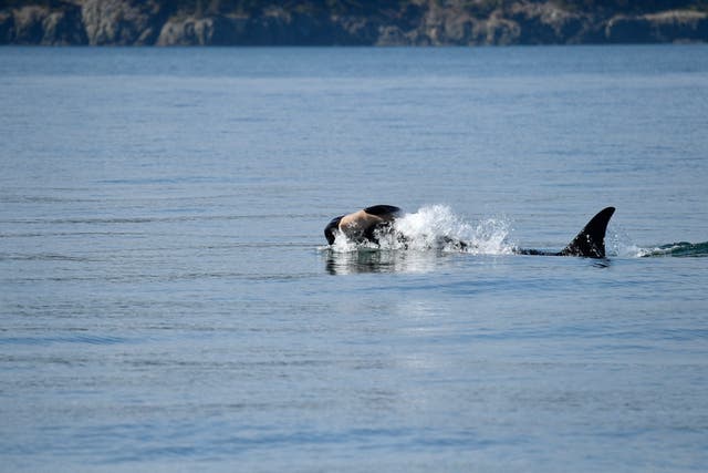 Heartbreak as endangered orca seen carrying dead calf once again | The ...